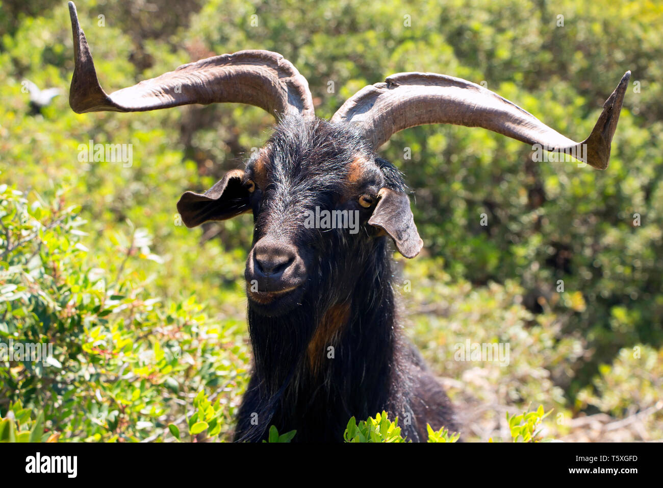 Wild black goat in forest. Mountain wild area Stock Photo - Alamy