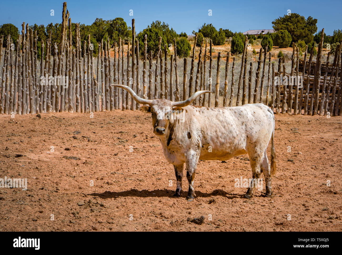Longhorn steer standing in a corral Stock Photo - Alamy