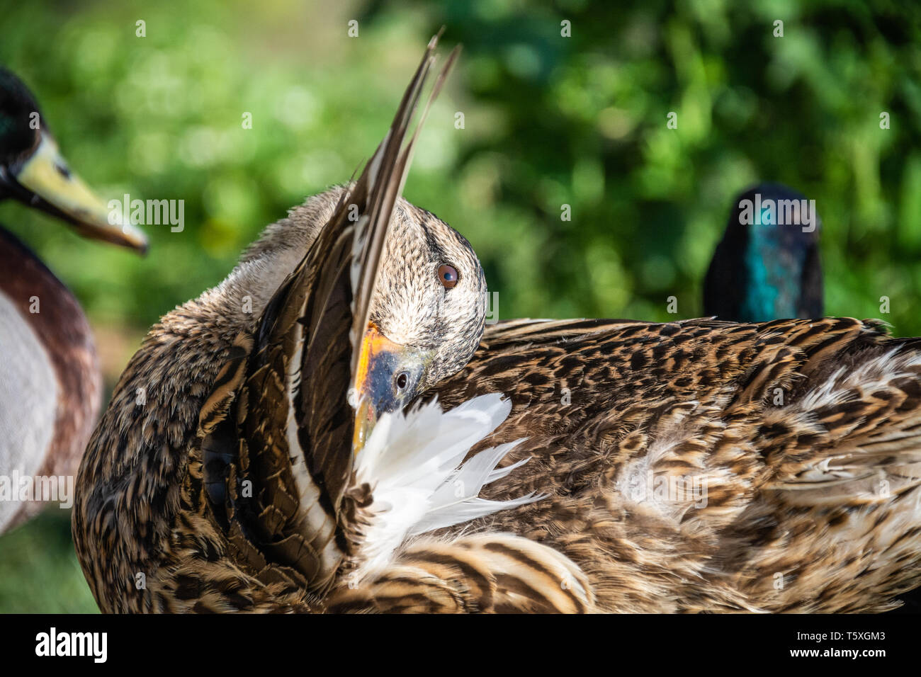 Female duck preening hi-res stock photography and images - Alamy