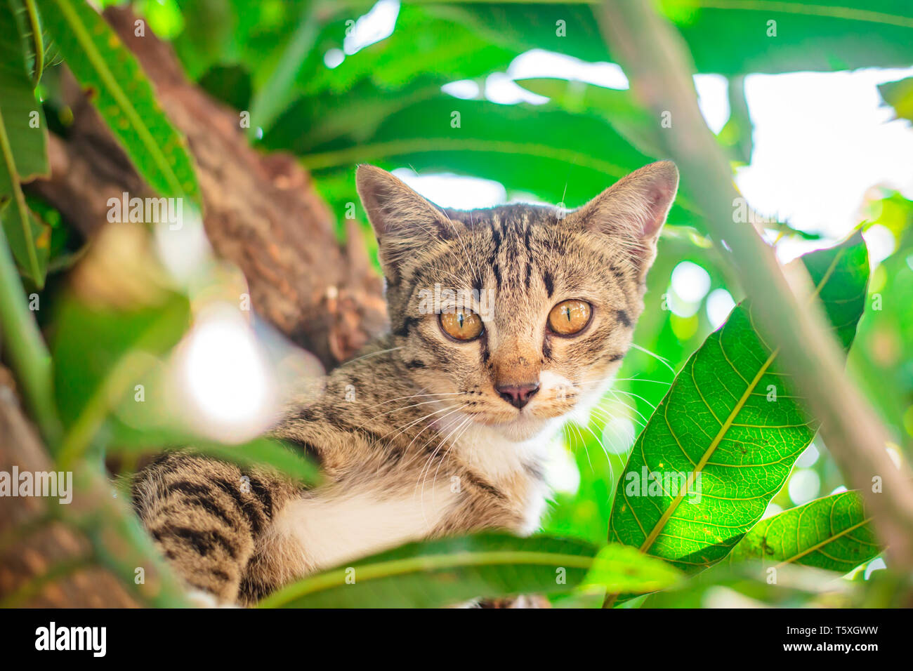 Cute tabby Kitten Relaxing on top of Tree Stock Photo - Alamy