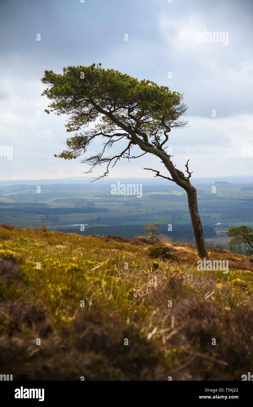 Wind blown tree hi-res stock photography and images - Alamy