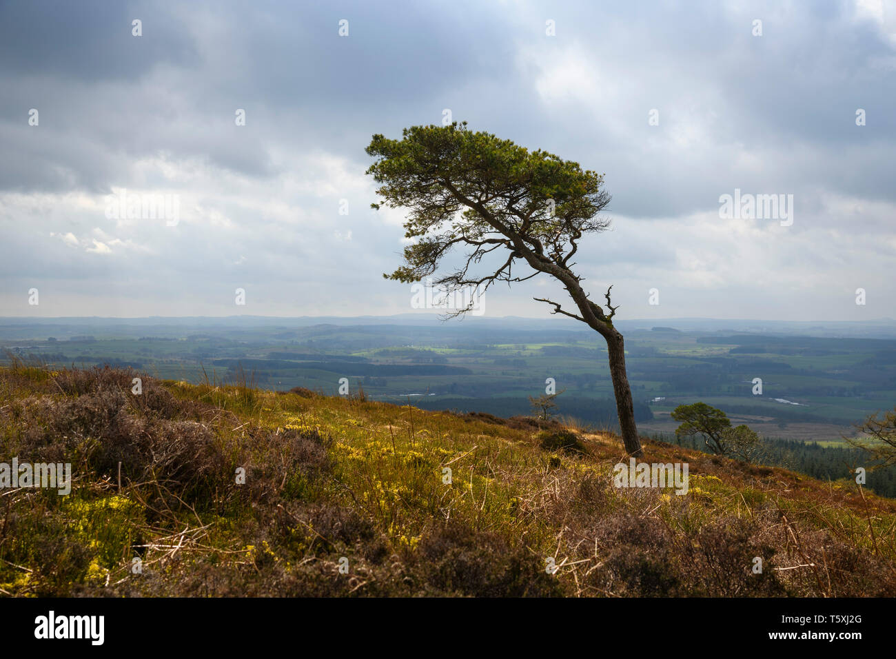 Wind blown tree, Barclye Moor, Wood of Cree RSPB Reserve, near Newton ...