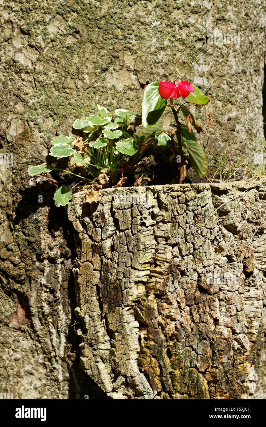 Flowers planted in cork tree hi-res stock photography and images - Alamy