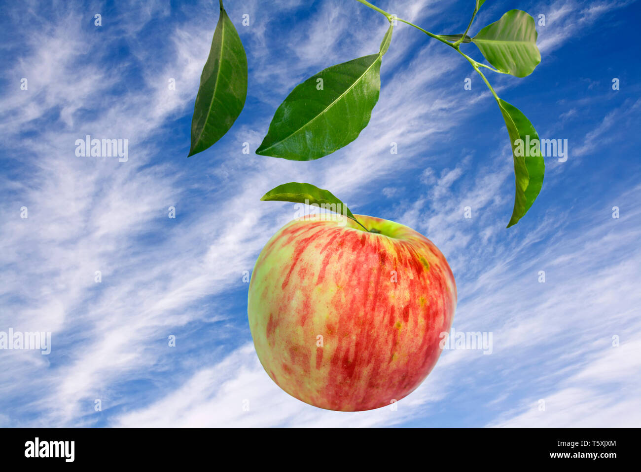 Fall of the red apple from tree in fruit garden . Autumn harvesting ...