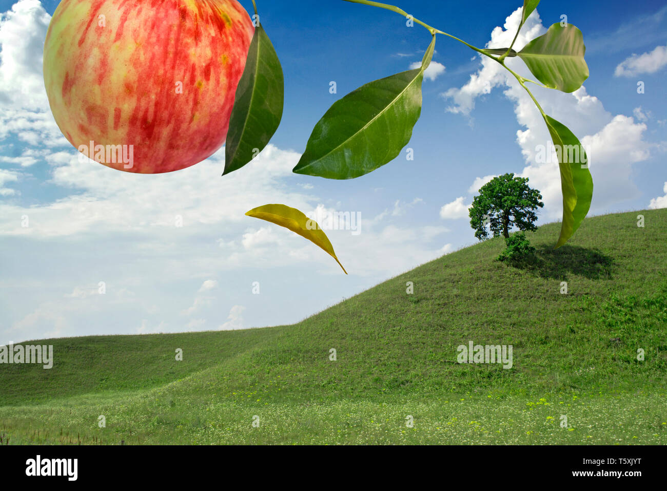Fruit falling from tree hi-res stock photography and images - Alamy
