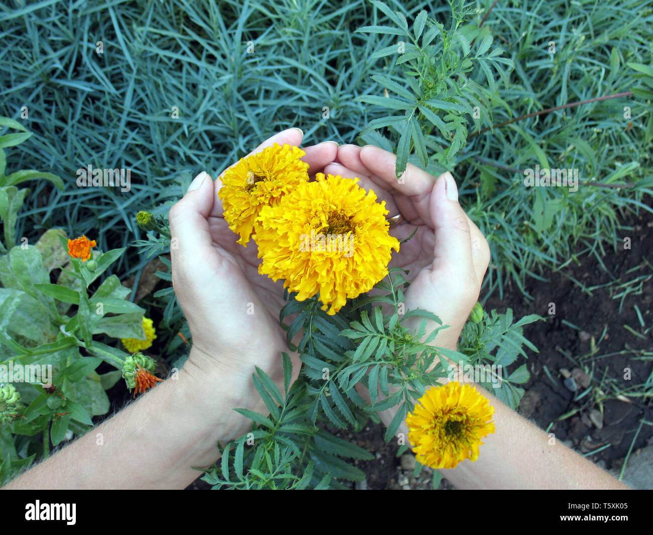 A little flower. Care and protection Stock Photo - Alamy
