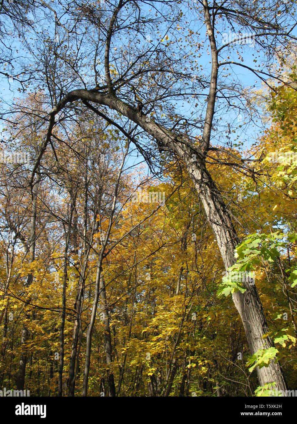 Curved tree in wild forest Stock Photo - Alamy