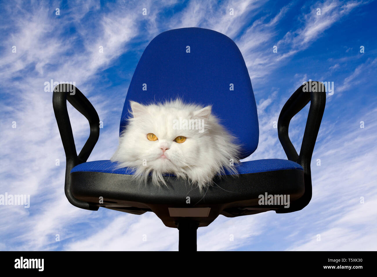 Bore cat hi-res stock photography and images - Alamy