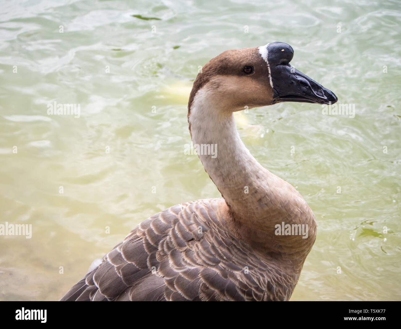 Gray goose, Brown head in lake Stock Photo - Alamy