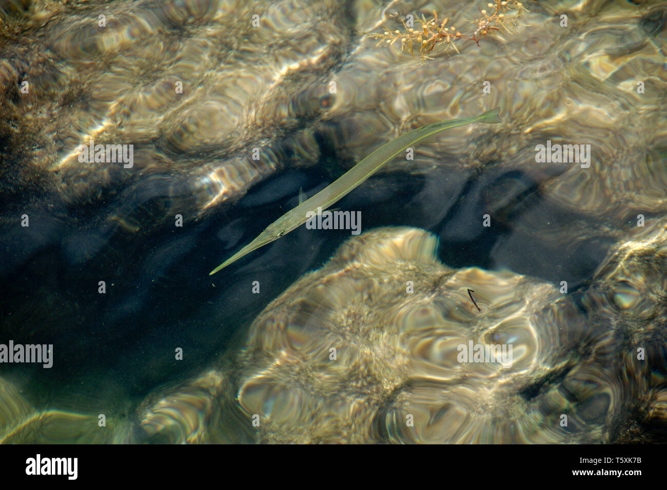 Native fish by the coast of Cape Florida, at the south end of Key ...