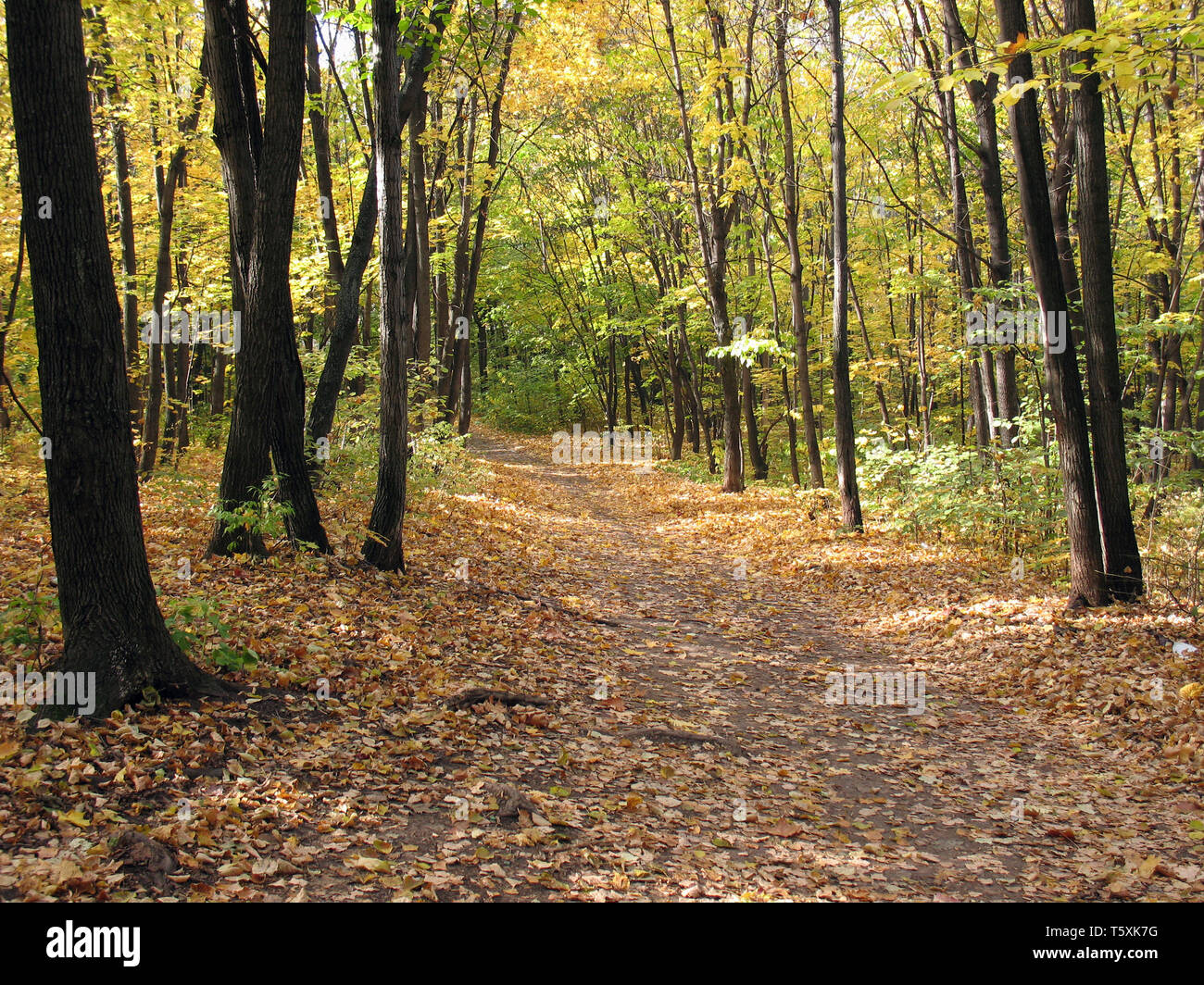 Pine forest defoliation hi-res stock photography and images - Alamy