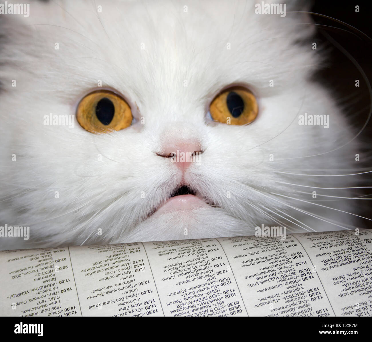 White cat read unexpected news in newspaper . To catch napping Stock ...