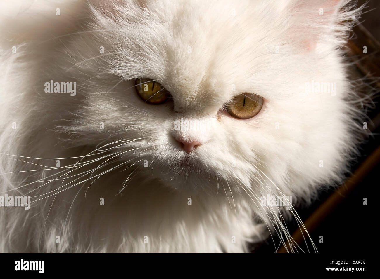 Sight of the little predator Stock Photo - Alamy