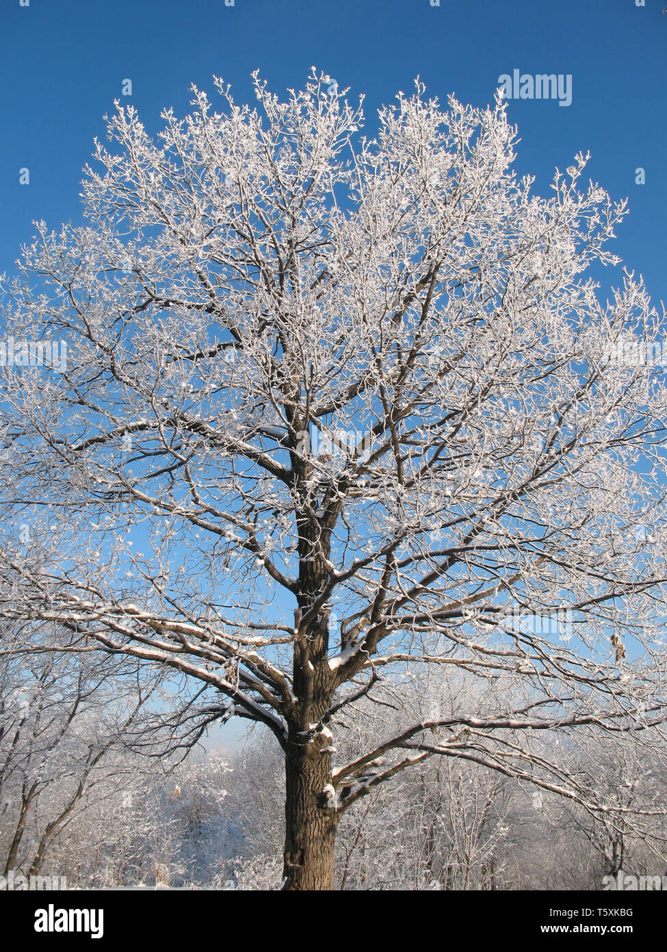 Frost in the silence forest. Sunny day in wild Siberian taiga. Icy tree ...