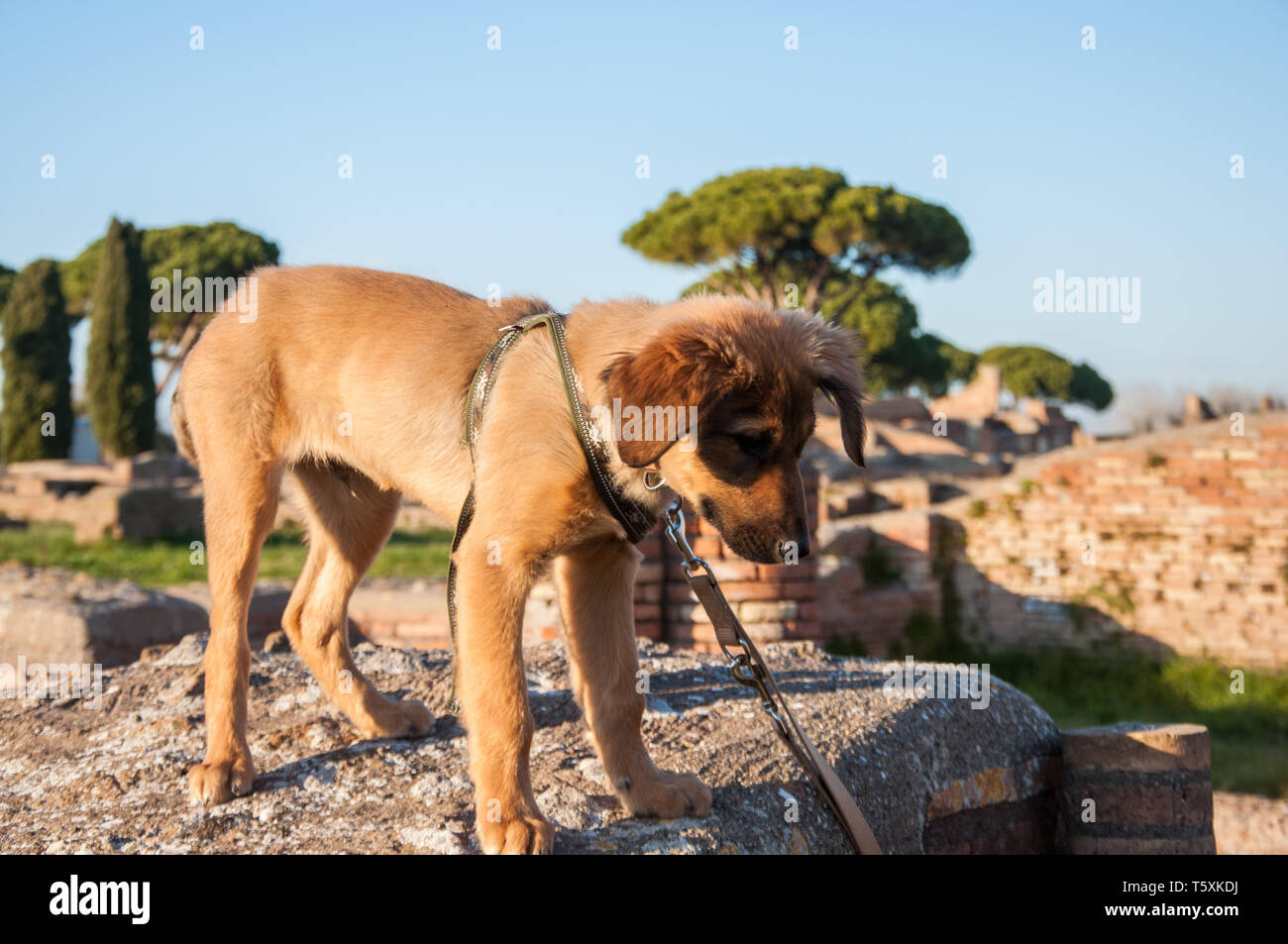 Brown dog in an ancient Roman historical site Stock Photo - Alamy