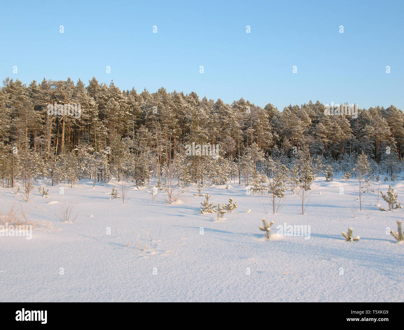 Wonderful wild taiga in west Siberia. Frost in sunny day. White silence ...