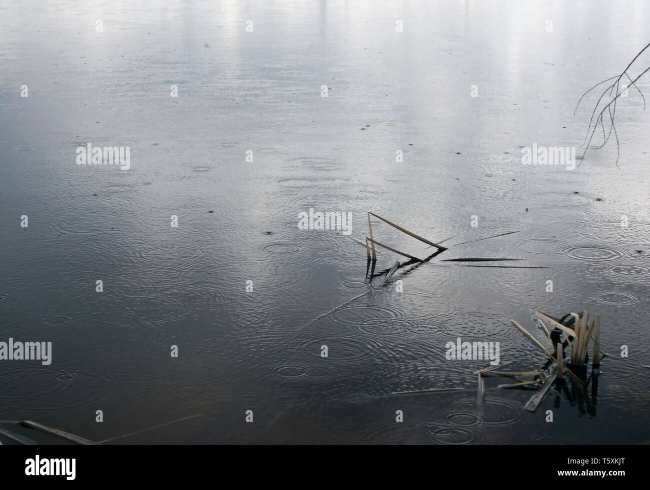 Water smooth surface lake cane hi-res stock photography and images - Alamy