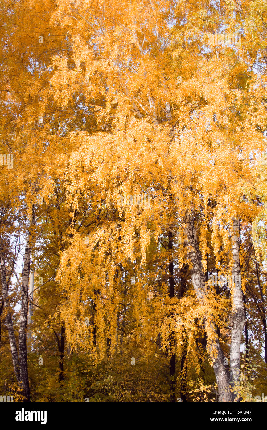 Walk in the autumn forest. Birch tree Stock Photo - Alamy