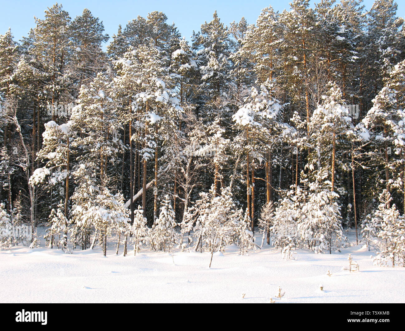 White Spruce Taiga