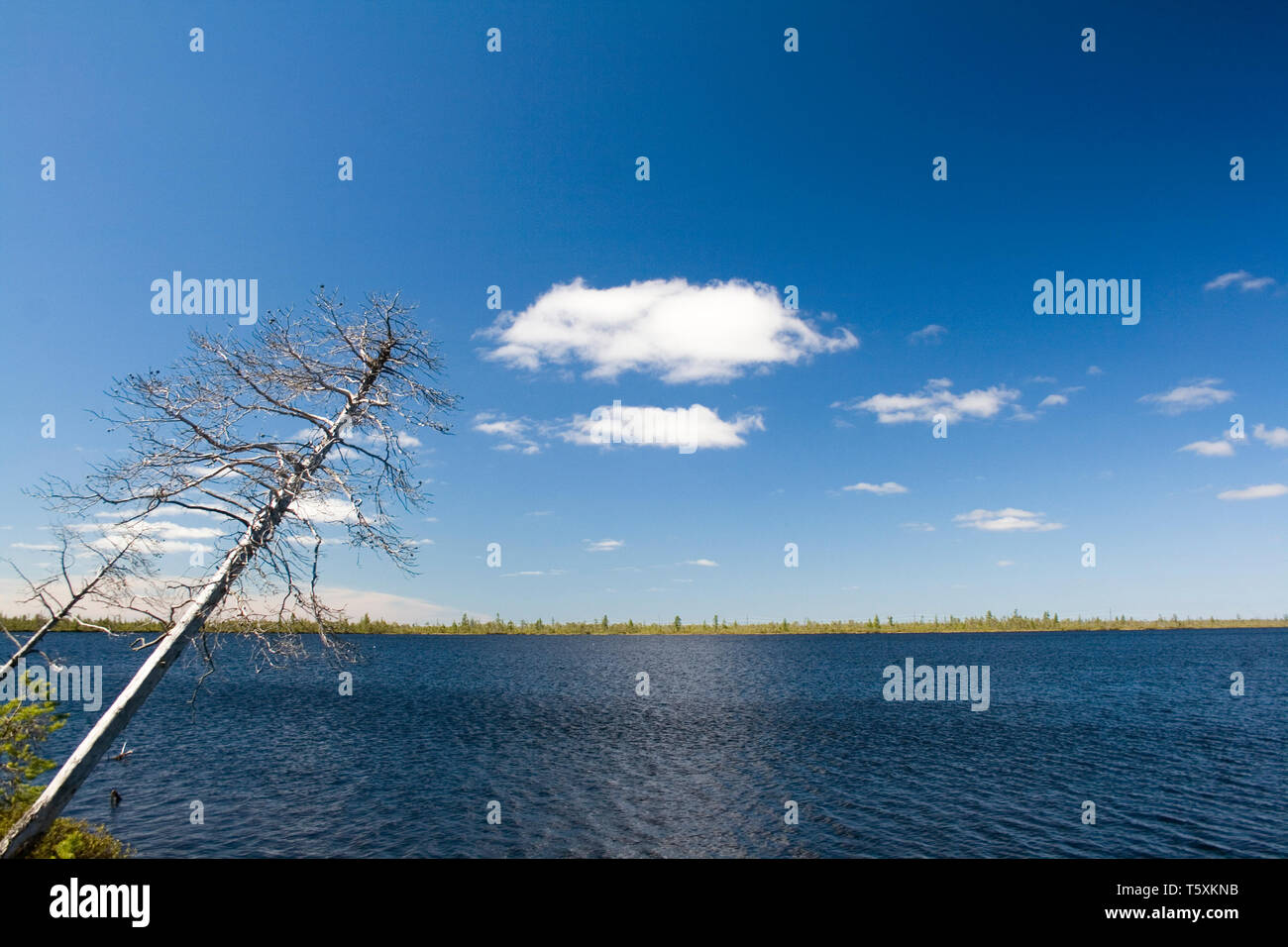 Falling dry pine above dark lake Stock Photo - Alamy