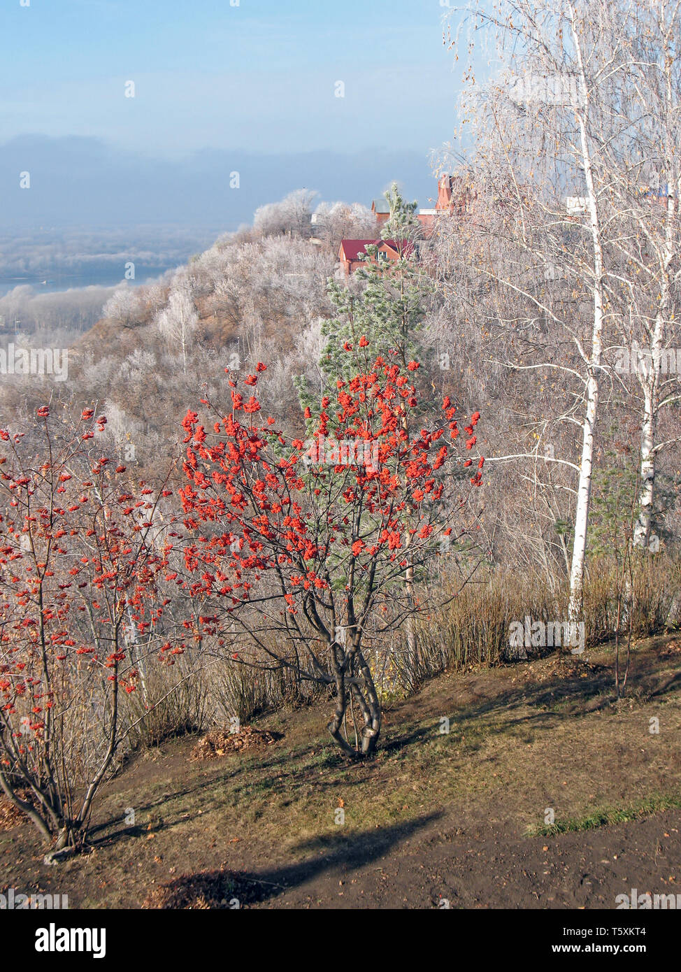 Red rowan on a slope Stock Photo - Alamy