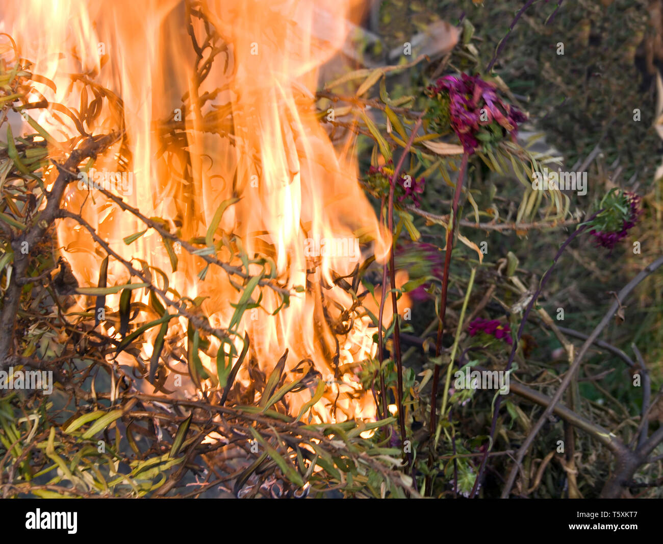 Fire wood in little hi-res stock photography and images - Alamy