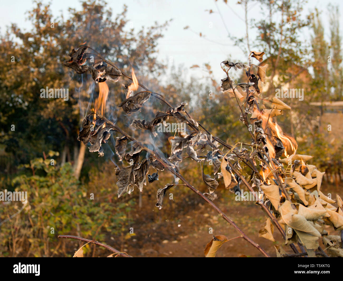 Little tree in a fire Stock Photo - Alamy