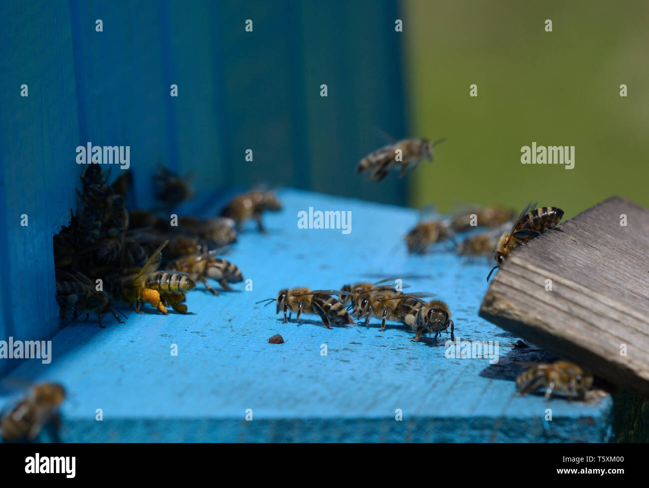 Bees swarming around a bee-entrance Stock Photo - Alamy