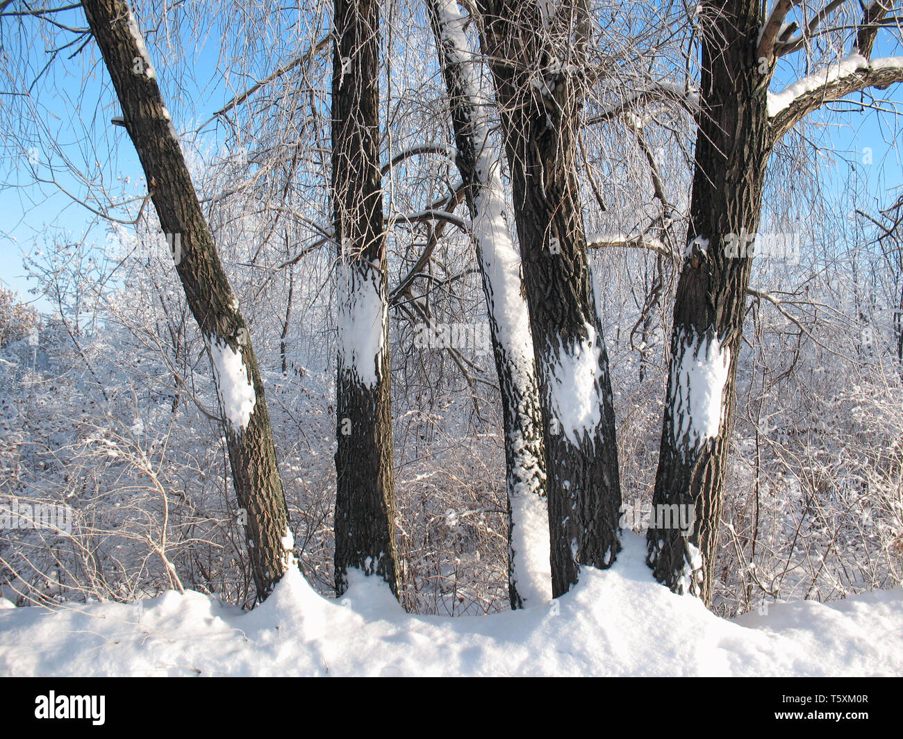 Five trees in the winter forest Stock Photo - Alamy
