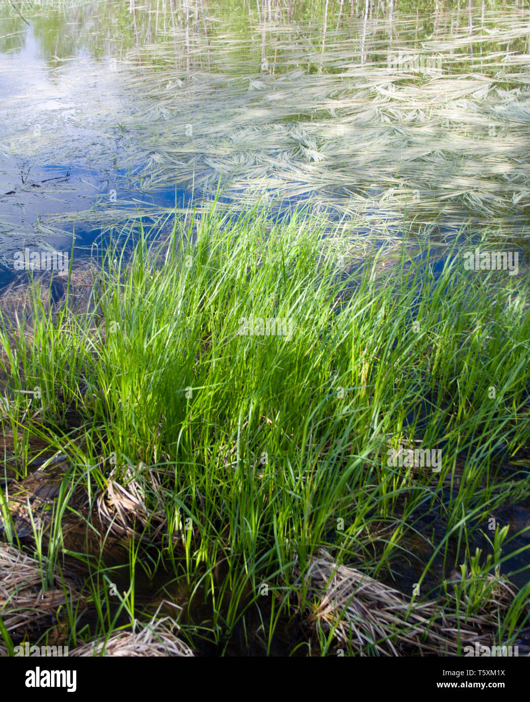 Swamp terrain grass hi-res stock photography and images - Alamy
