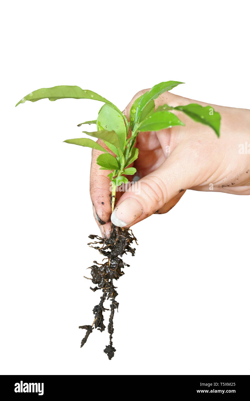 Environment : Little plant after a spring rain Stock Photo - Alamy