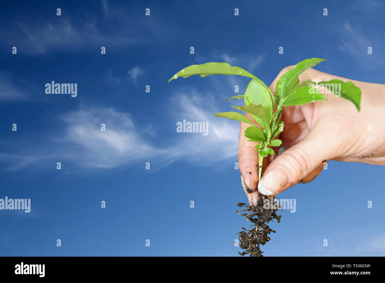 Environment : Little plant after a spring rain Stock Photo - Alamy