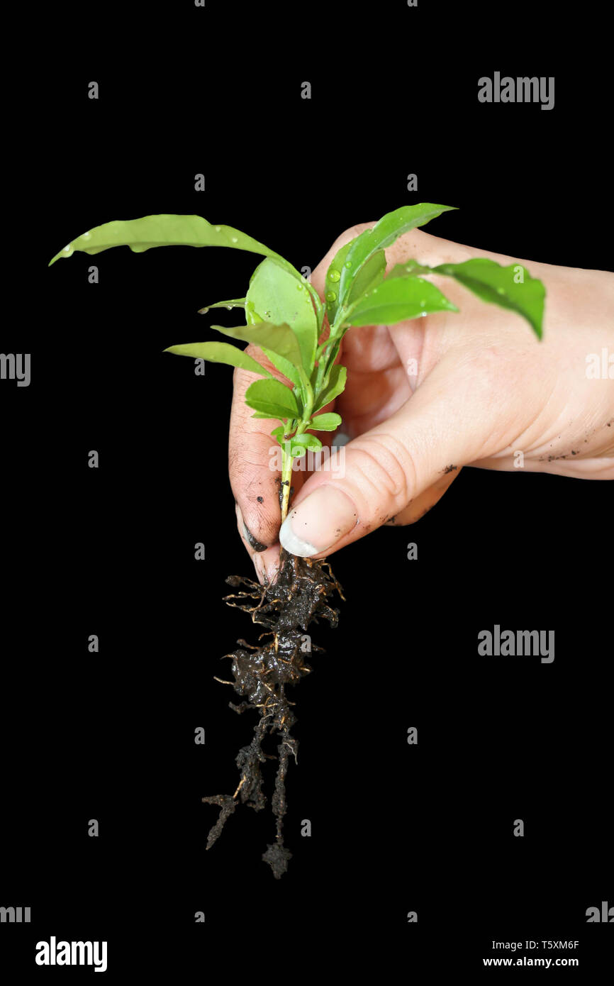 Environment : Little plant after a spring rain Stock Photo - Alamy