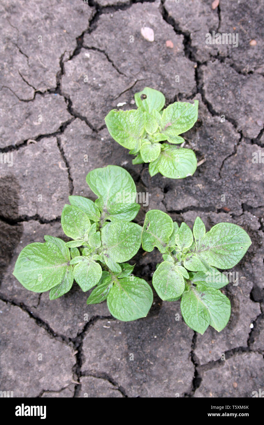 Plants during a strong drought Stock Photo - Alamy