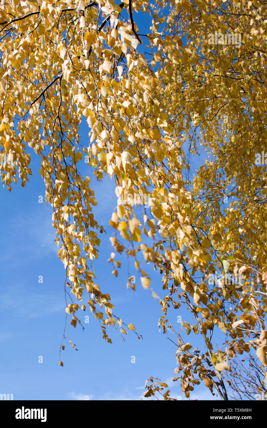Wind in the forest. Autumn travel Stock Photo - Alamy