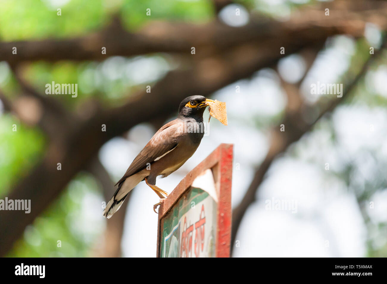 Common Myna Bird Stock Photo - Alamy