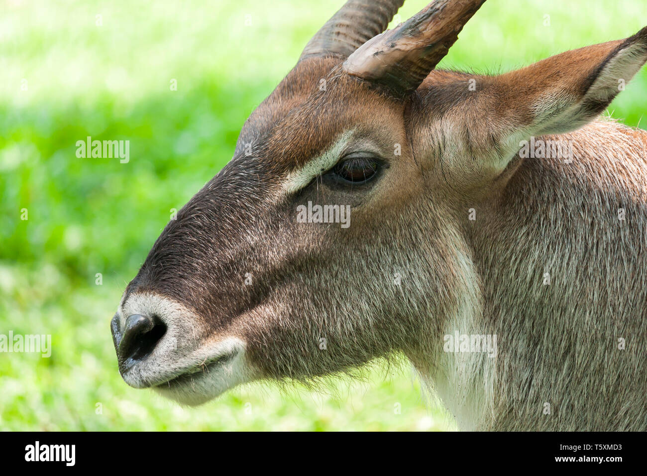 Waterbuck wilderness hi-res stock photography and images - Alamy