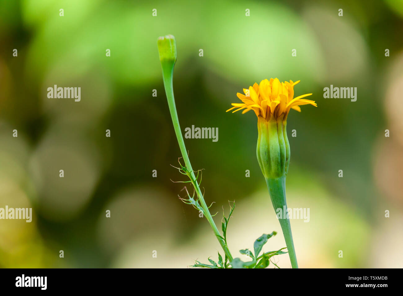 Closeup marigold flower bud hi-res stock photography and images - Alamy