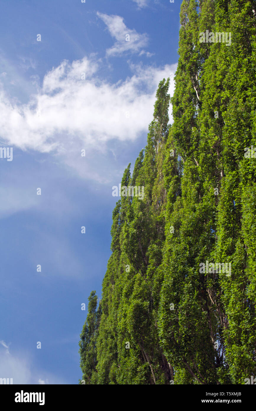 Green mountain in sunny day. Pyramidal poplar Stock Photo - Alamy
