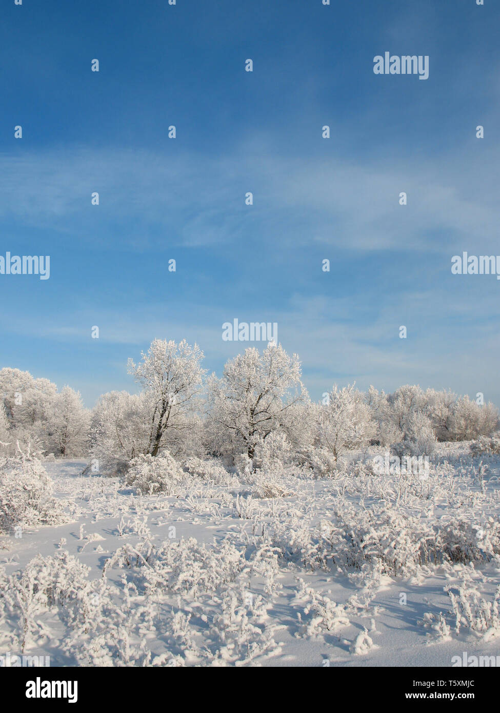Winter in the wild silence forest Stock Photo - Alamy