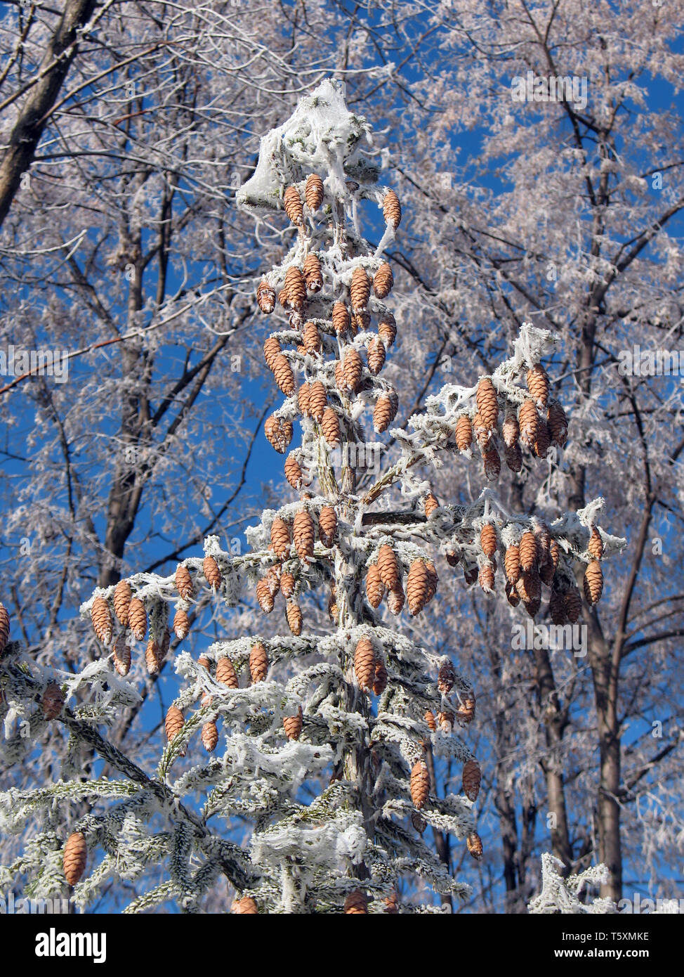 Little spruce in a forest Stock Photo - Alamy