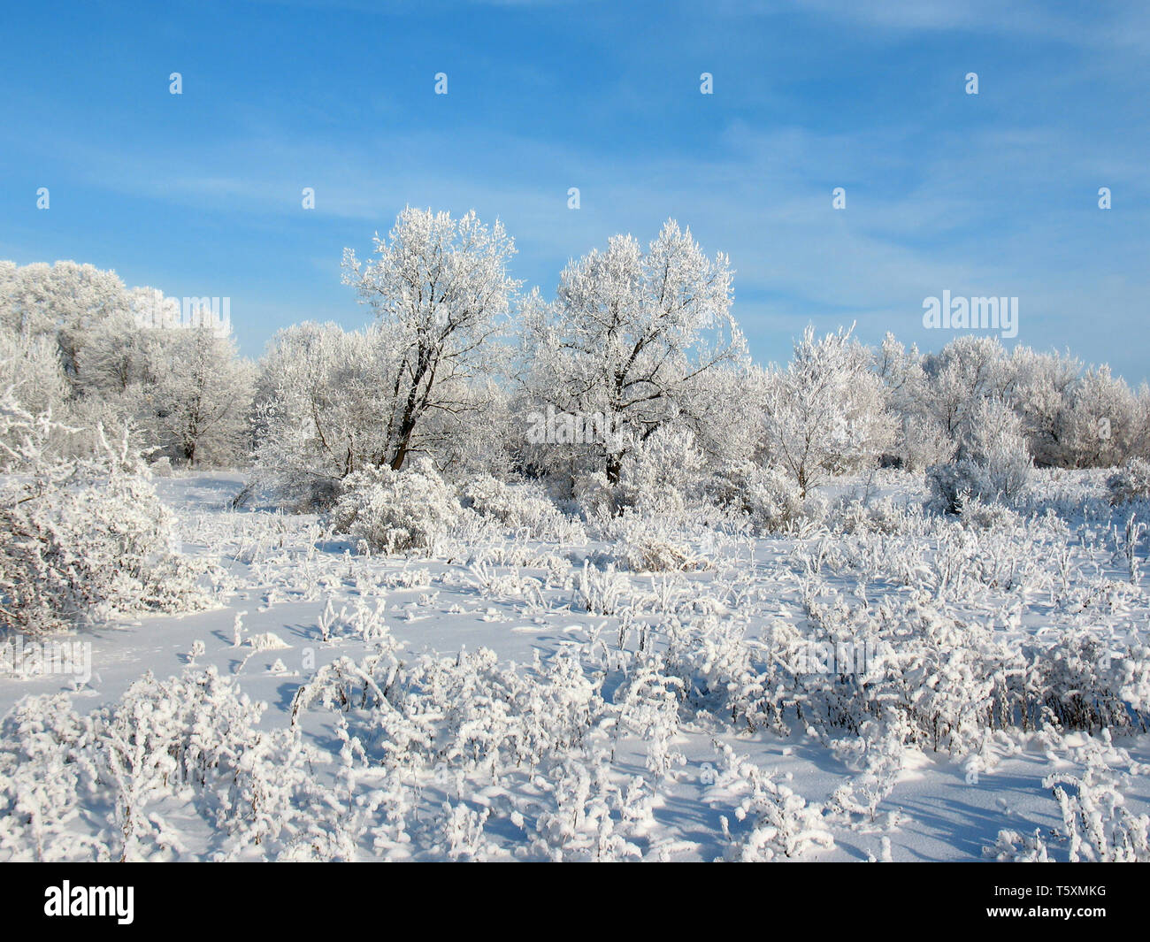 Frost in the winter wild forest Stock Photo - Alamy