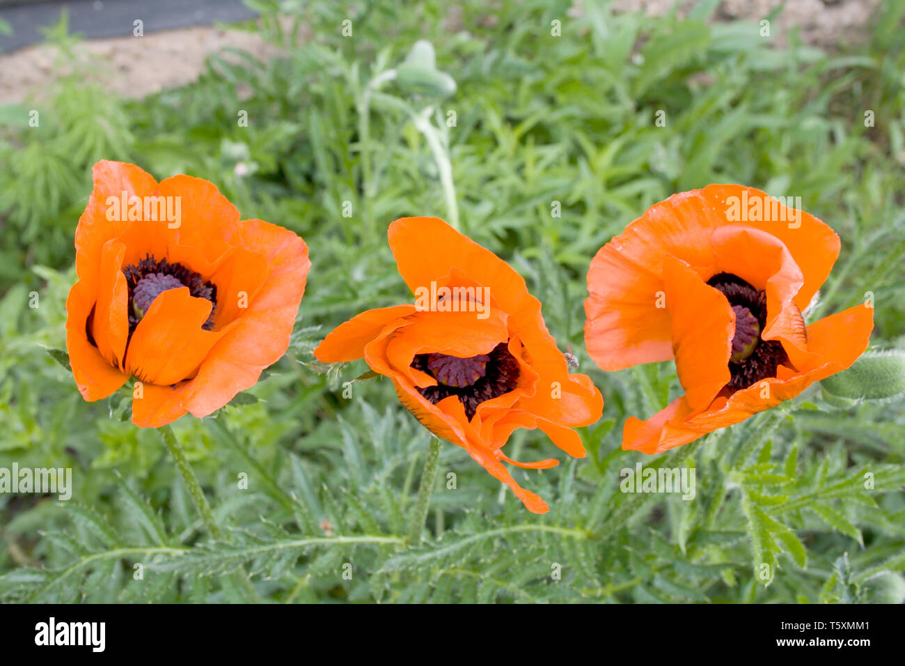 Poppys group hi-res stock photography and images - Alamy