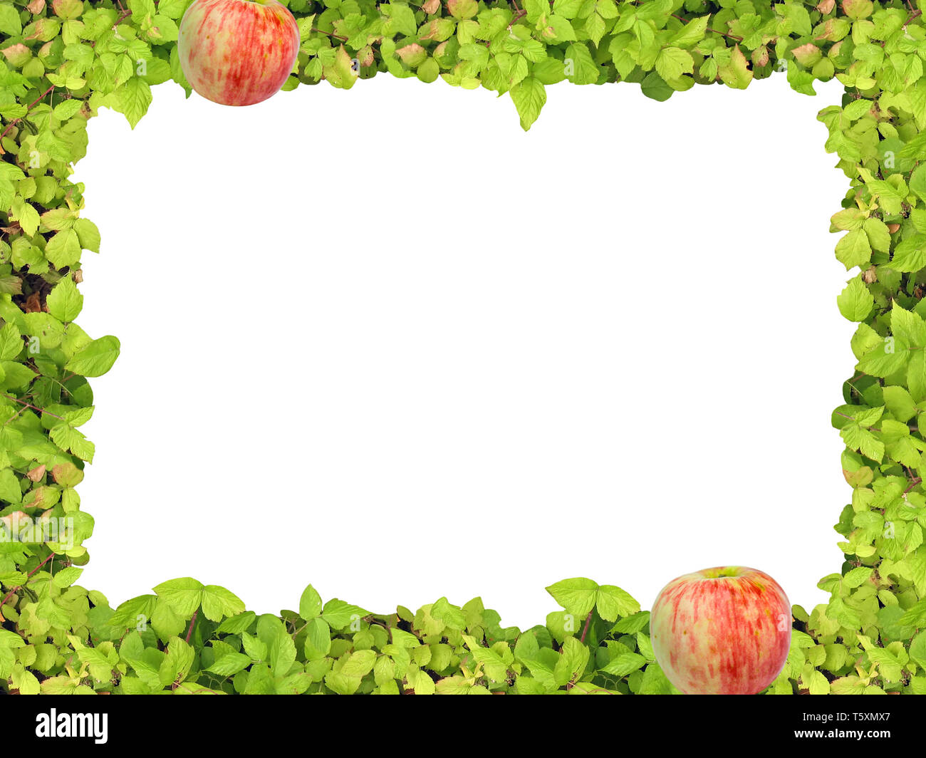 Green leaves and red apple on a frame Stock Photo - Alamy