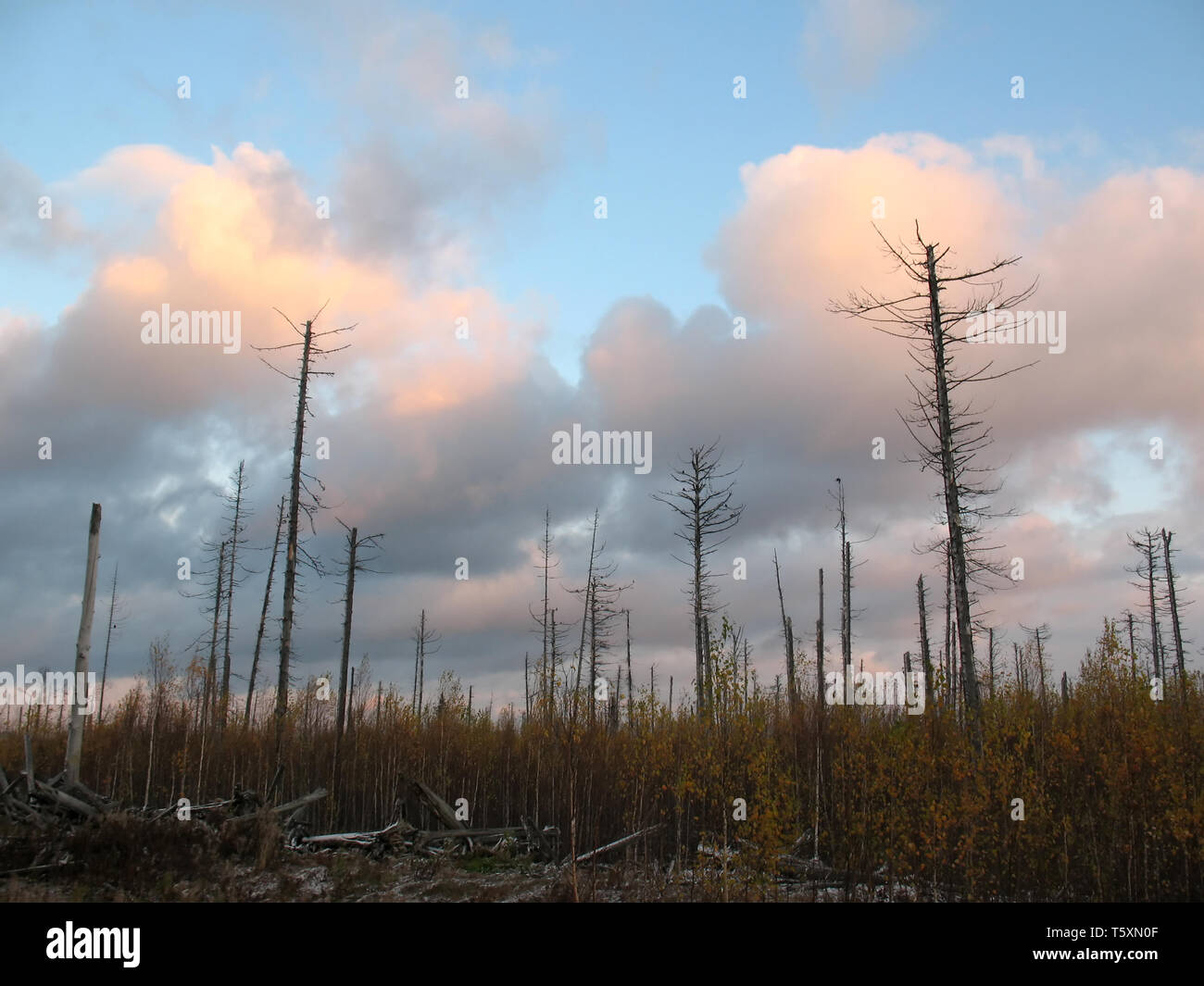 Deadly drought hi-res stock photography and images - Alamy