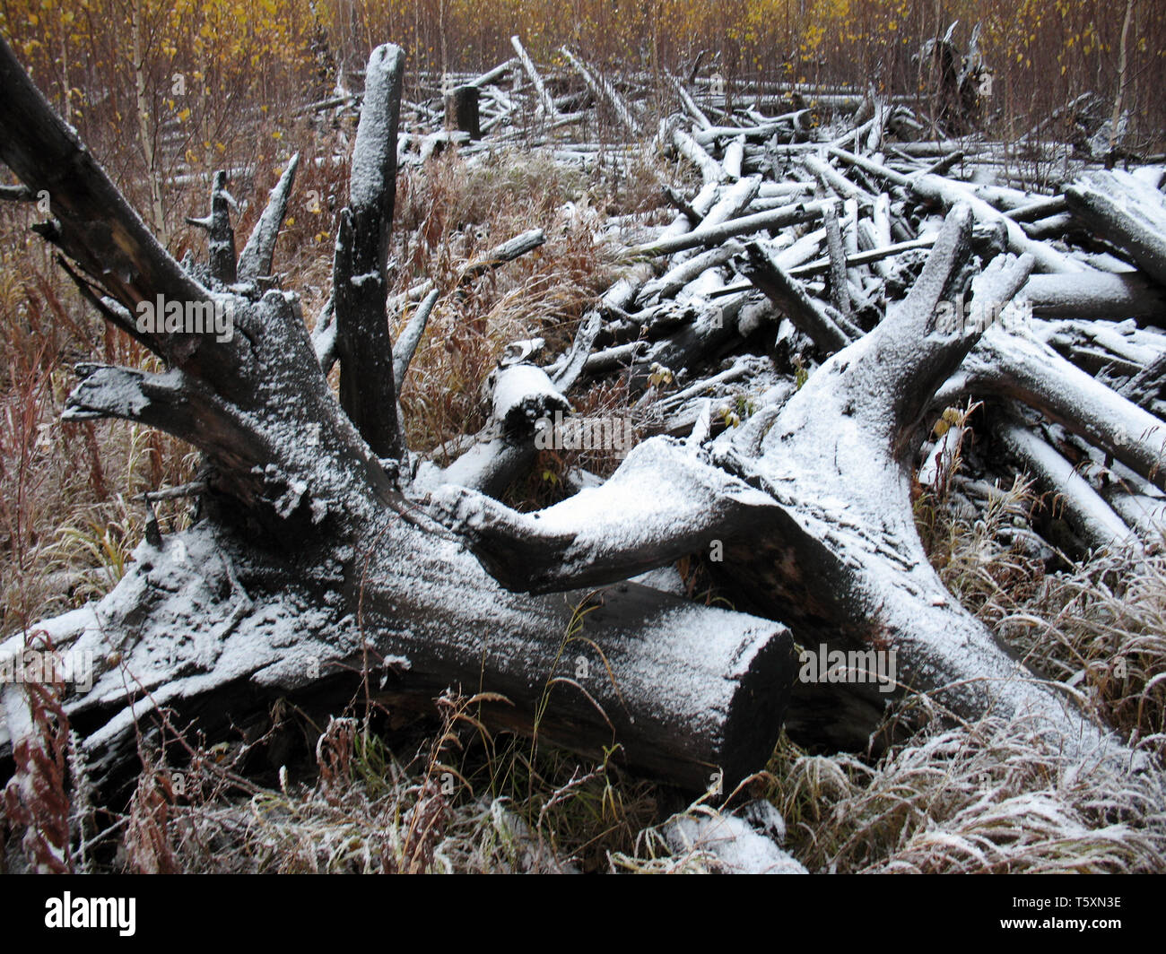 Pine forest defoliation hi-res stock photography and images - Alamy