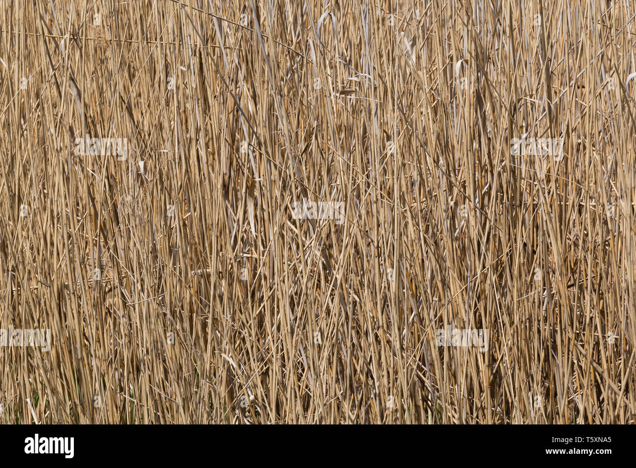 Riverside cane hi-res stock photography and images - Alamy
