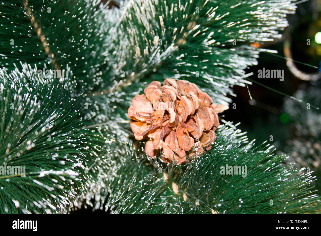 Cone on a green fur tree Stock Photo - Alamy