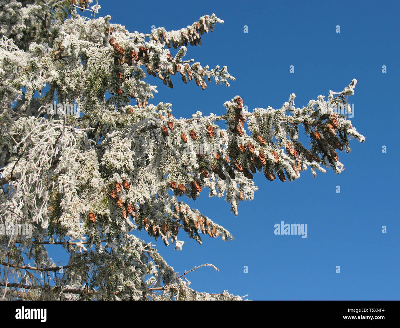 Conifer cone russia hi-res stock photography and images - Alamy