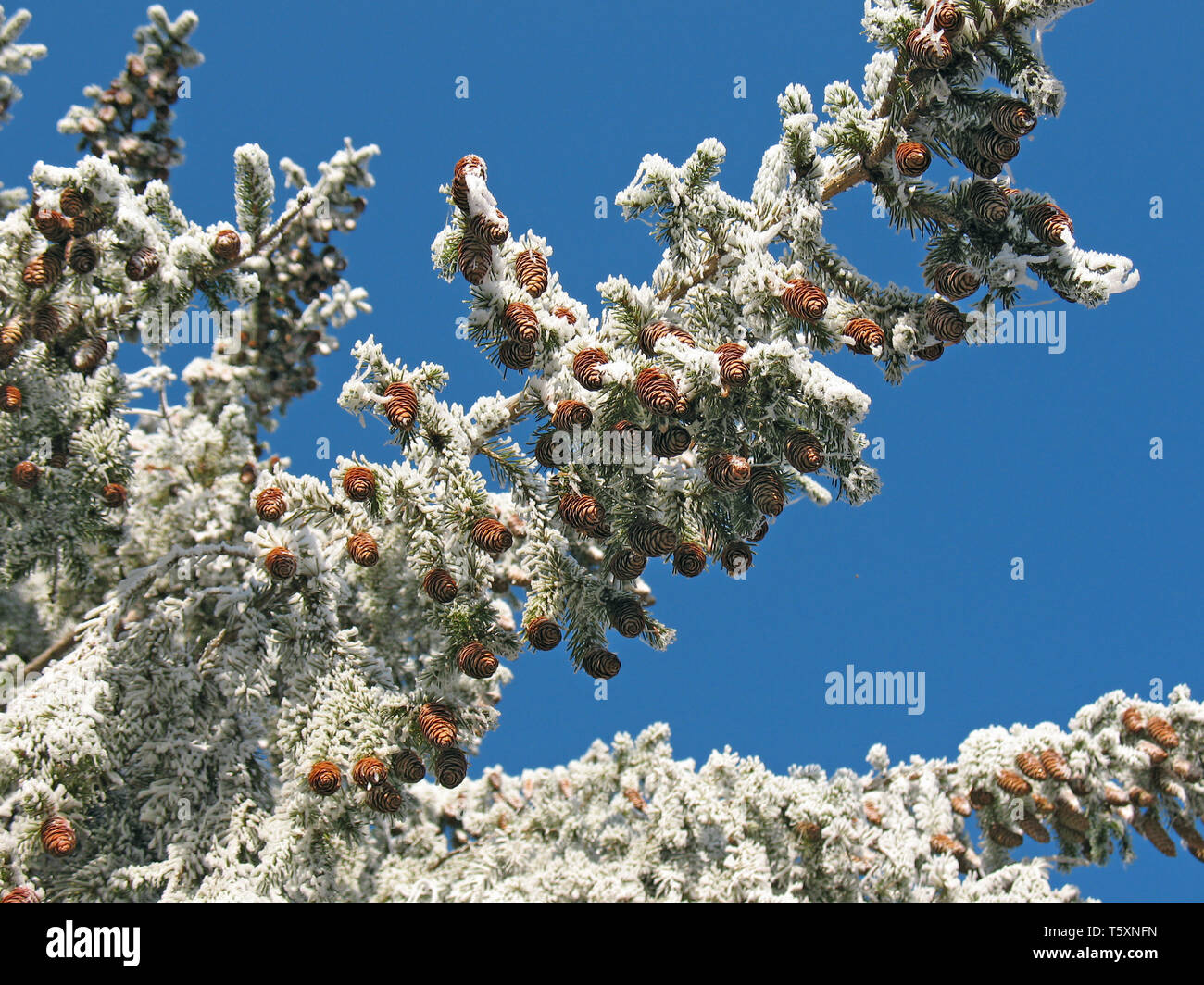 Little cones on a branch Stock Photo - Alamy